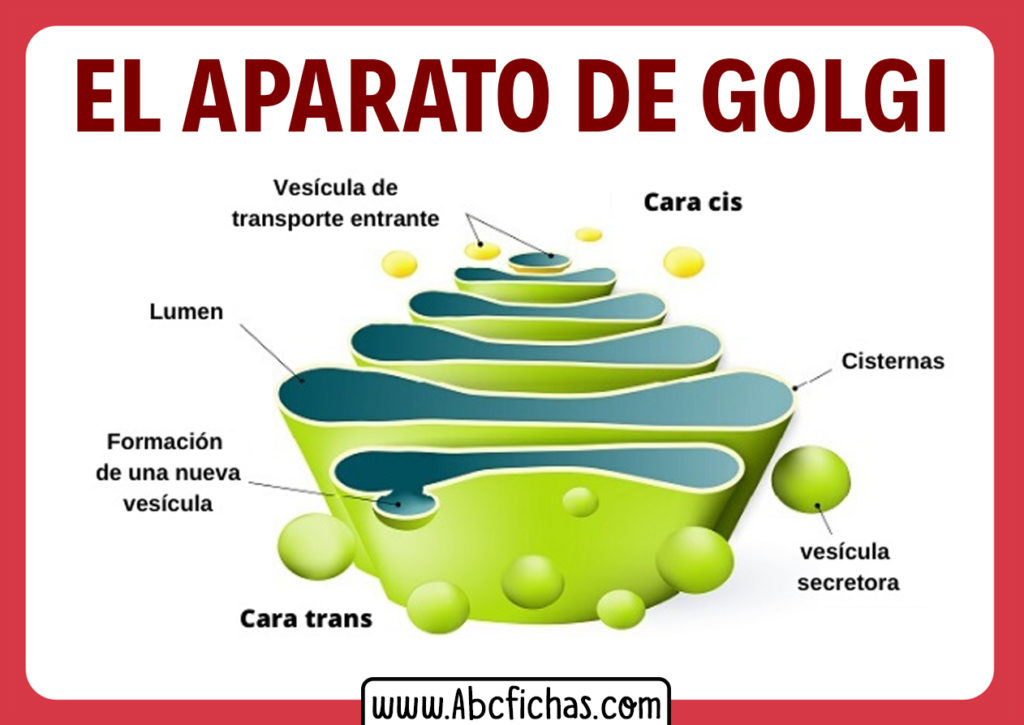 Estructura interna y partes del Aparato de Golgi