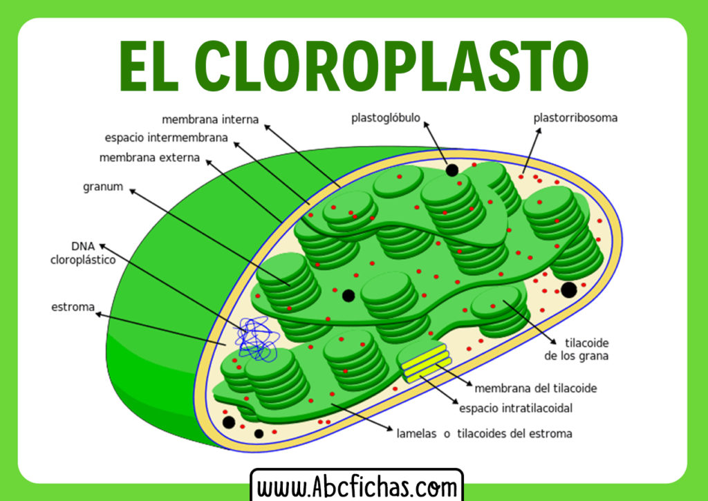 Estructura Interna y las Partes de un Cloroplasto