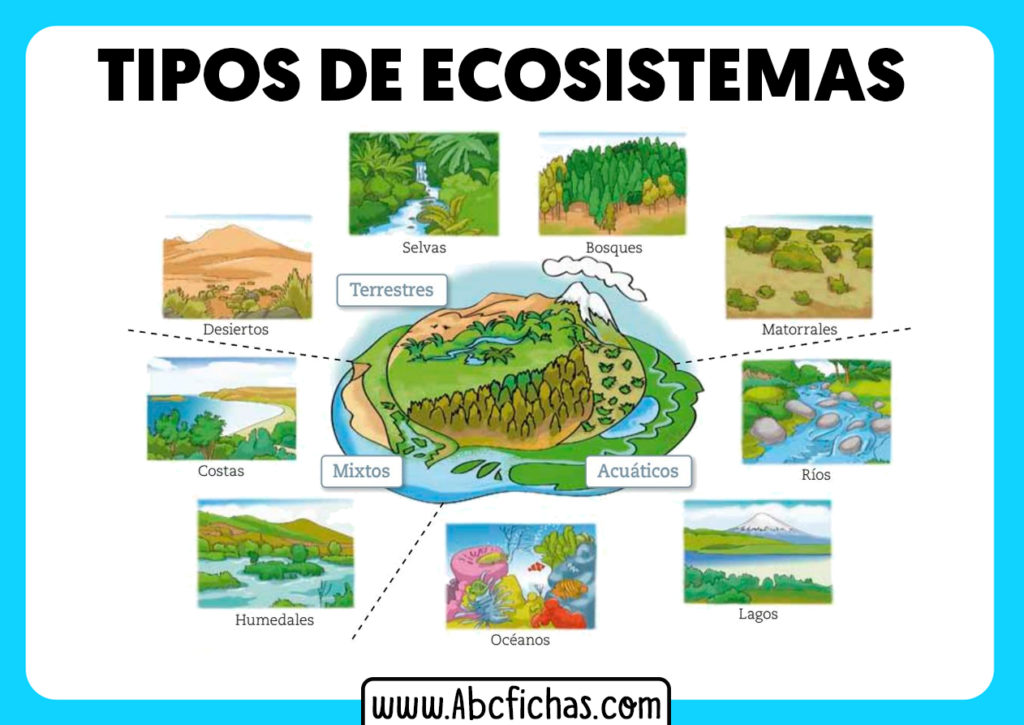 Clasificación y Tipos de Ecosistemas Naturales