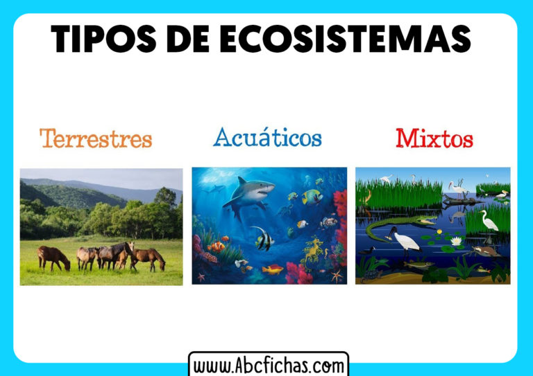 Tipos de ecosistemas mixtos terrestres y acuaticos - ABC Fichas Tipos de ecosistemas mixtos terrestres y acuaticos - ABC Fichas