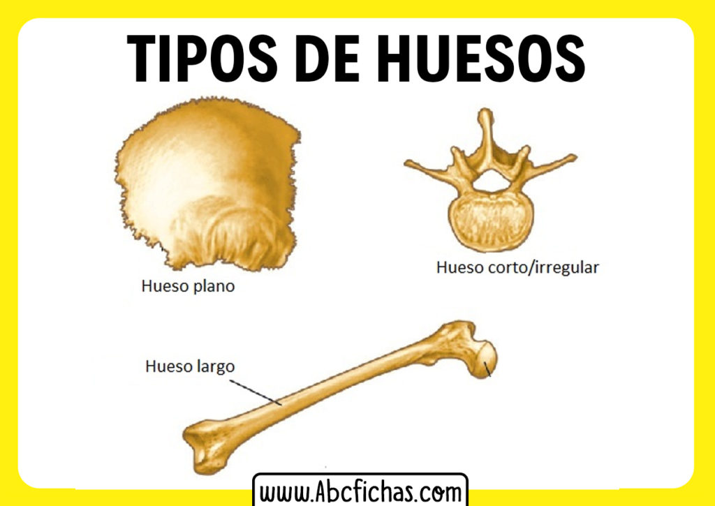 Tipos de Huesos : Huesos largos, cortos, plano e irregulares