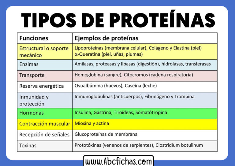 Tipos y ejemplos de proteinas - ABC Fichas Tipos y ejemplos de proteinas - ABC Fichas