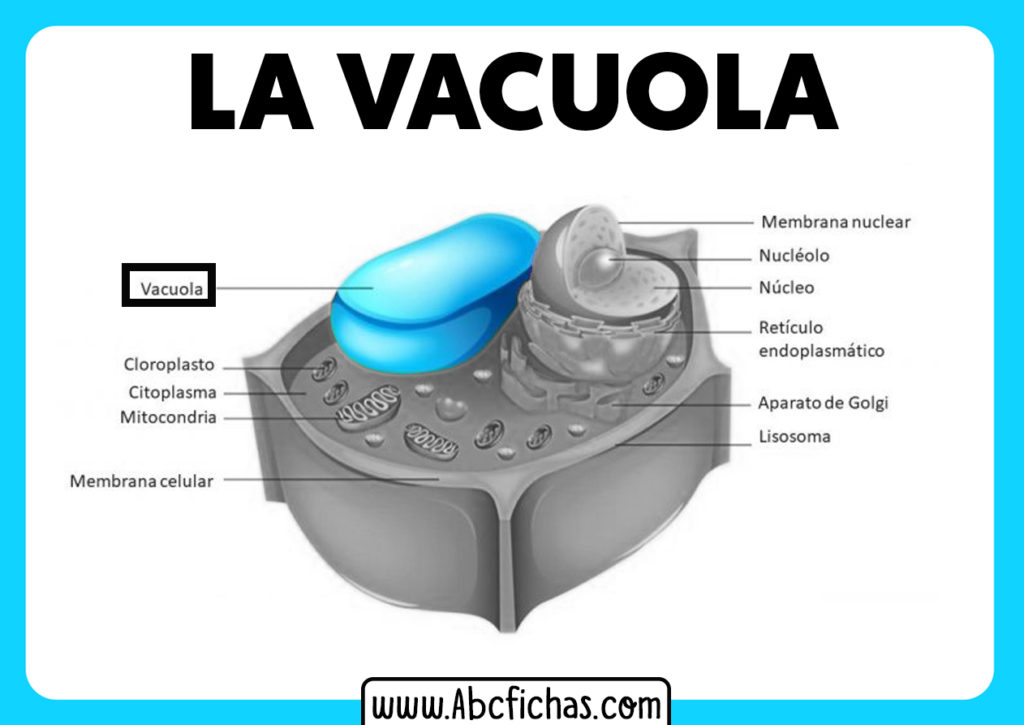 Vacuola celula vegetal - ABC Fichas