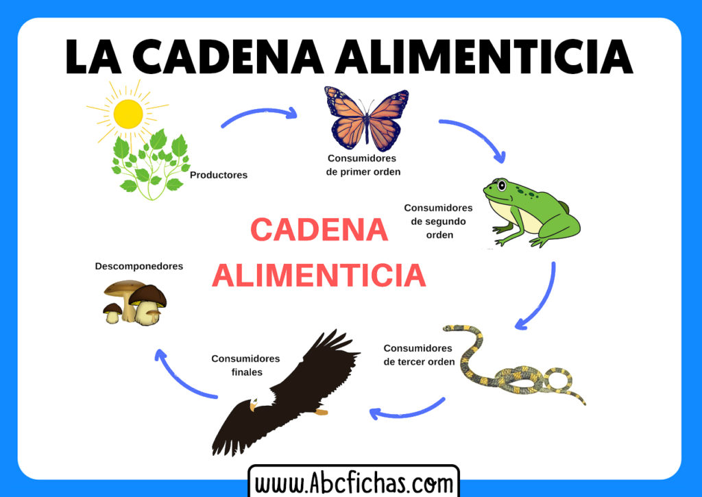 La cadena alimenticia - ABC Fichas La cadena alimenticia - ABC Fichas
