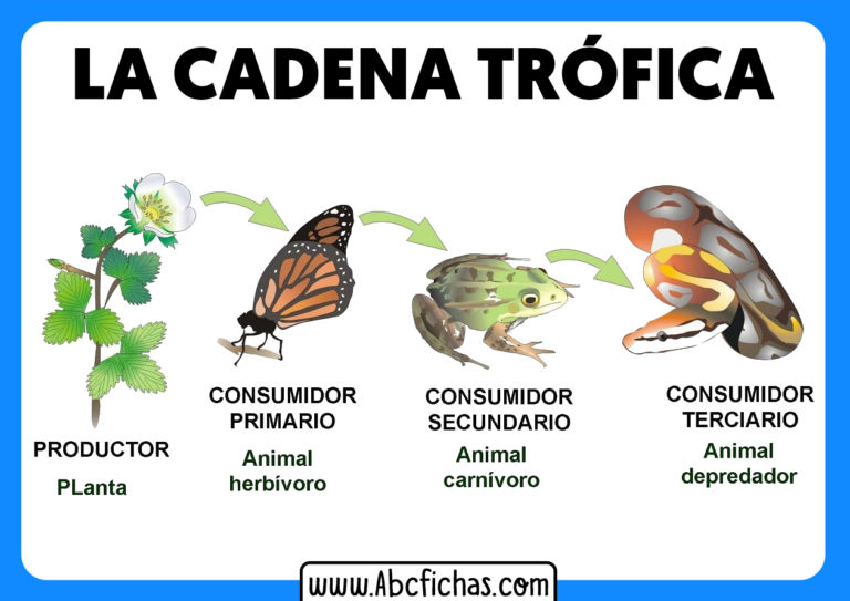 La cadena trofica - ABC Fichas La cadena trofica - ABC Fichas