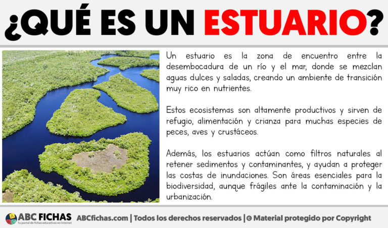 Qué es un Estuario | Definición de Estuario