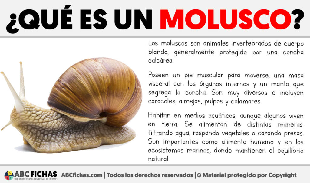 Qué es un Molusco | Definición de Molusco
