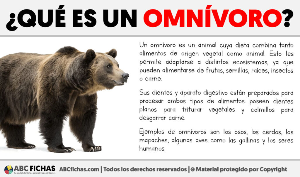Qué es un Omnívoro | Definición de Omnívoro