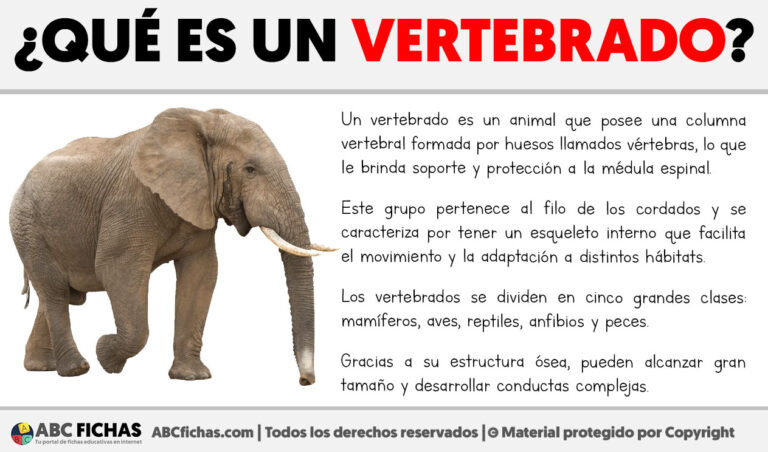 Qué es un Vertebrado | Definición Animal Vertebrado